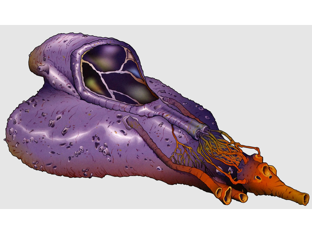 LEGO MOC Yuuzhan Vong coral Skipper by ThrawnsRevenge | Rebrickable ...