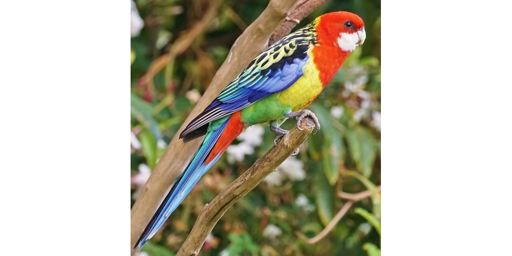 Lego Moc Eastern Rosella Parrot By Legham Rebrickable Build With Lego