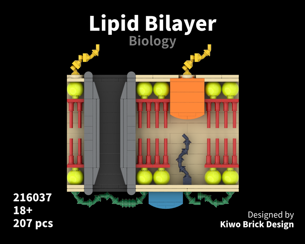 LEGO MOC Lipid Bilayer by Kiwo Brick Design | Rebrickable - Build with LEGO