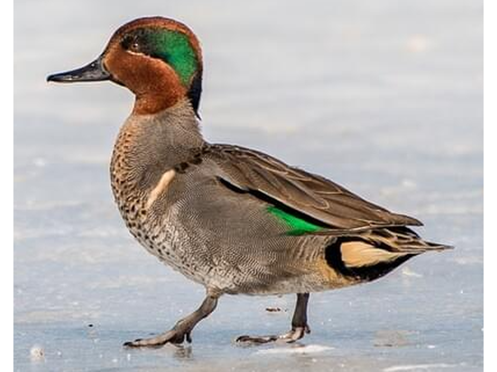 LEGO MOC Green winged teal by Testificate_Man | Rebrickable - Build ...