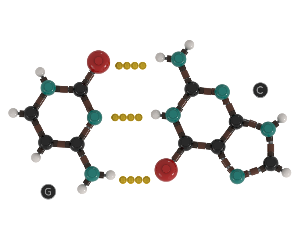 LEGO MOC Chemistry - DNA base pairs by Alquimia | Rebrickable - Build ...