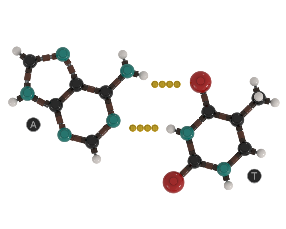 LEGO MOC Chemistry - DNA base pairs by Alquimia | Rebrickable - Build ...