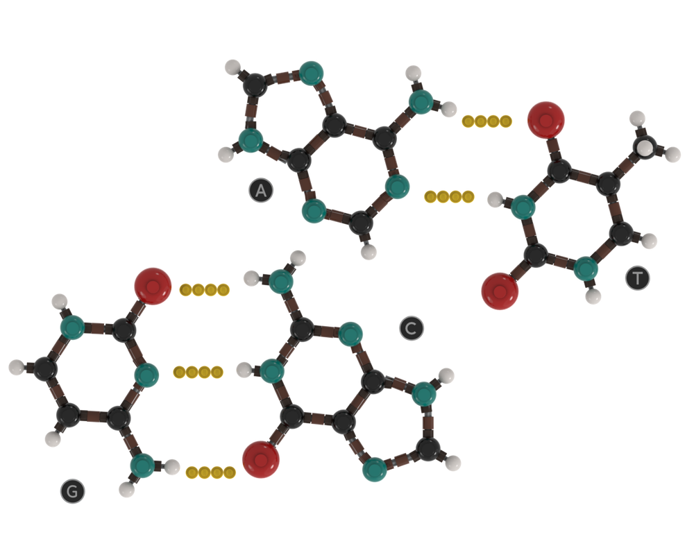 LEGO MOC Chemistry - DNA base pairs by Alquimia | Rebrickable - Build ...