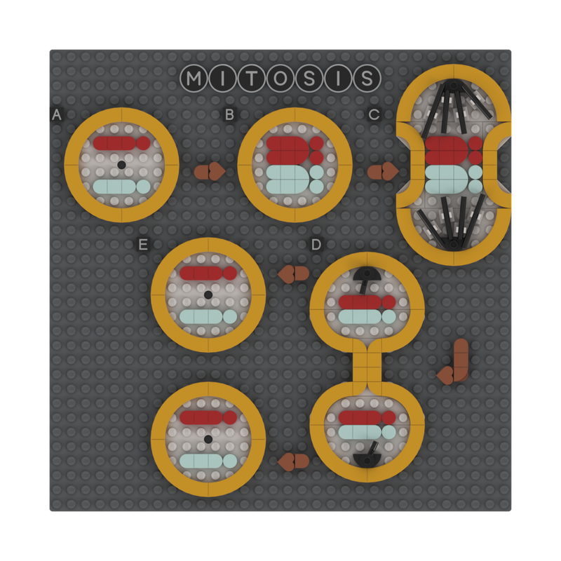 LEGO MOC Biology - Mitosis/Cell Division by Alquimia | Rebrickable ...