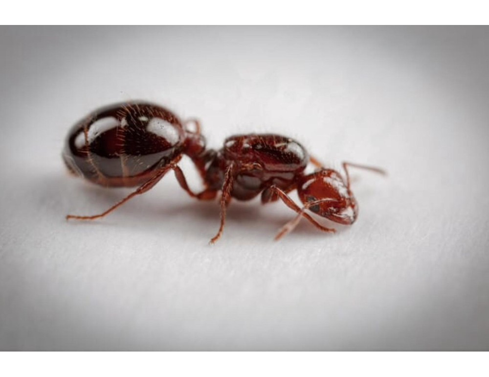 LEGO MOC The Ant Queens (V3) by Groundedbuilder | Rebrickable - Build ...