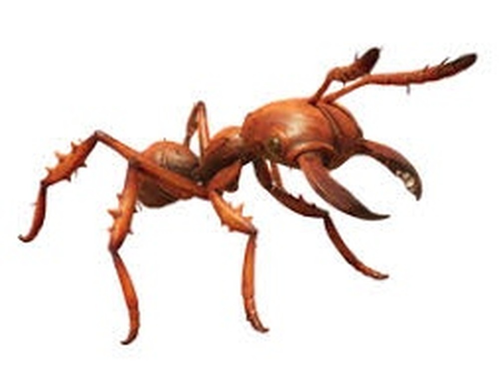 LEGO MOC (G) Red ant worker, soldier, and queen by Aphid116 ...
