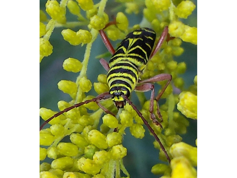 LEGO MOC Locust Borer Beetle by acj76 | Rebrickable - Build with LEGO