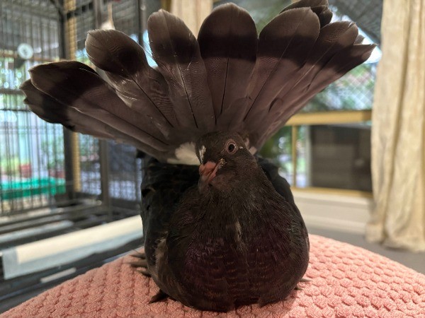 LEGO MOC Fan Tail Pigeon by Slimemike | Rebrickable - Build with LEGO