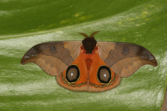 LEGO MOC Eye Silkmoth (Automeris hamata) by Mr.SpookyPumpkinHead ...