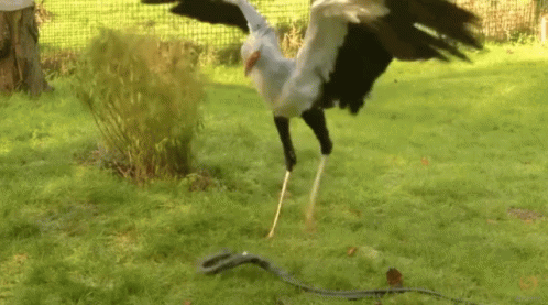 LEGO MOC-210368 Secretary Bird by RapidCheetah | Rebrickable - Build ...
